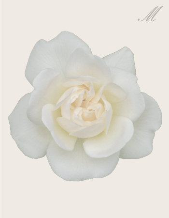 Antonio Di Vito | Mismirigo Onoranze Funebri a Busto Arsizio e dintorni